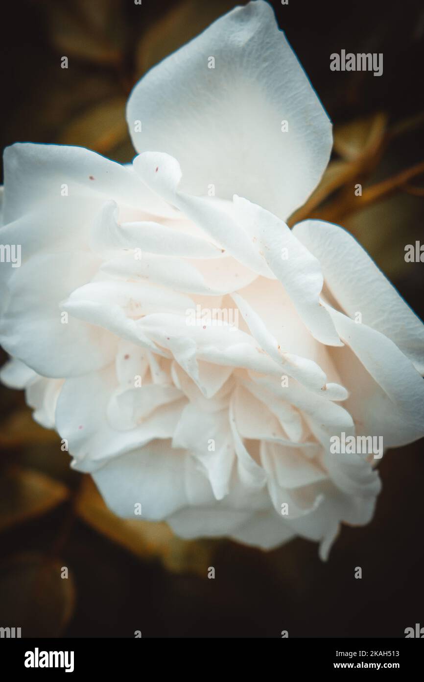 Parc de la rose Banque de photographies et d’images à haute résolution ...