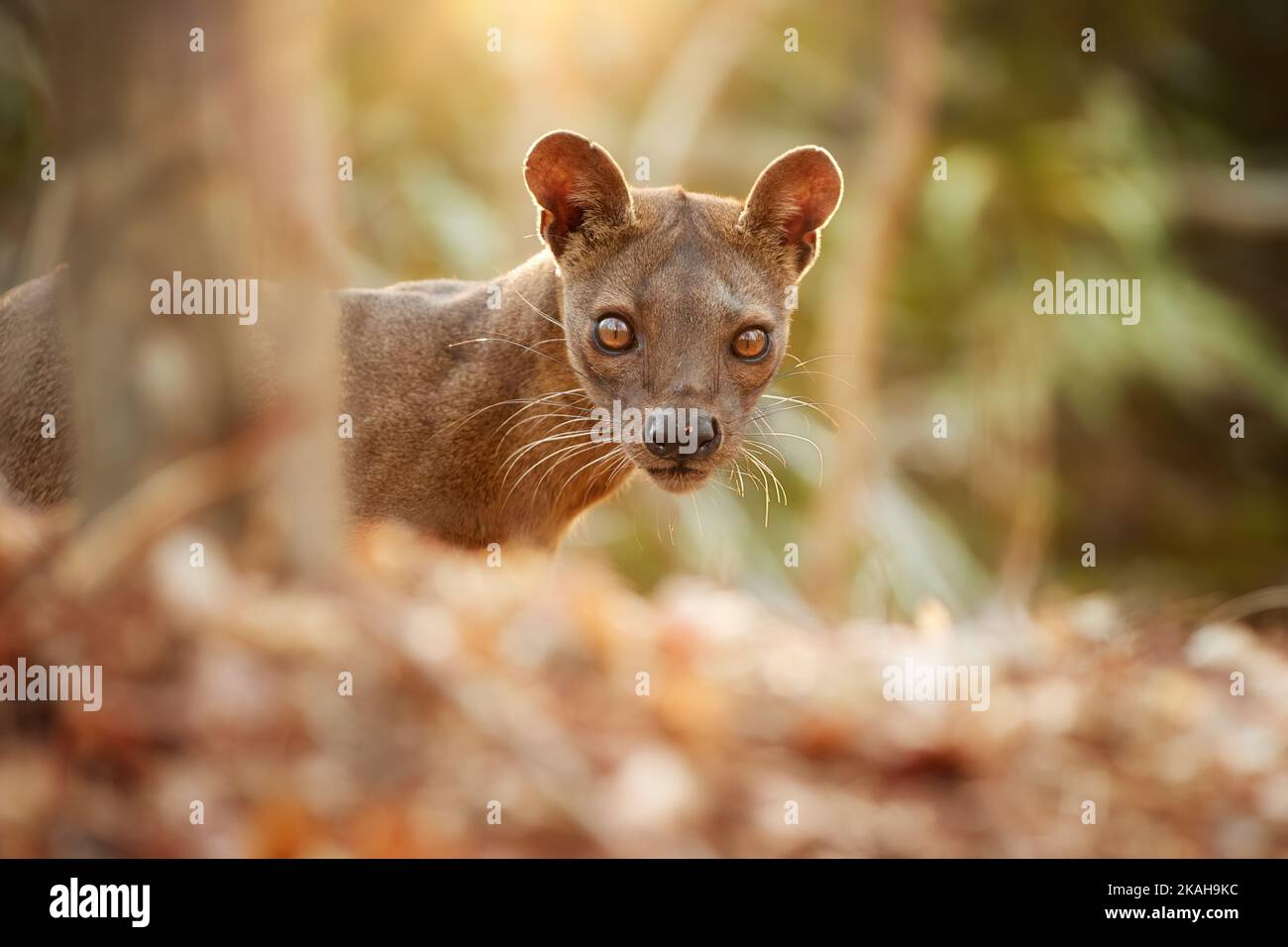 Fossa de Madagascar. Haut prédateur, chasseur de lémuriens. Portrait ...