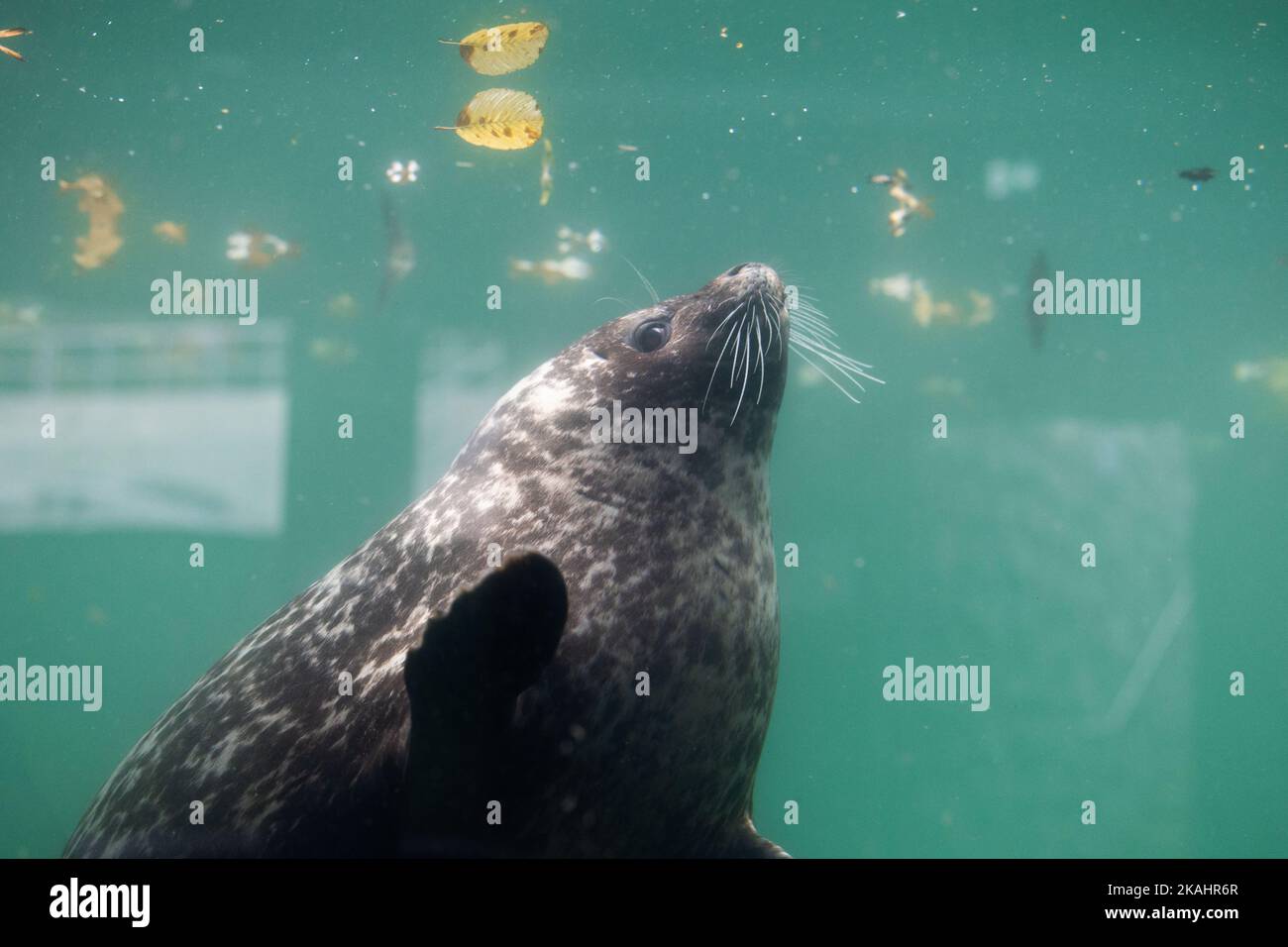 03 novembre 2022, Basse-Saxe, Osnabrück : un phoque se balade dans sa ...