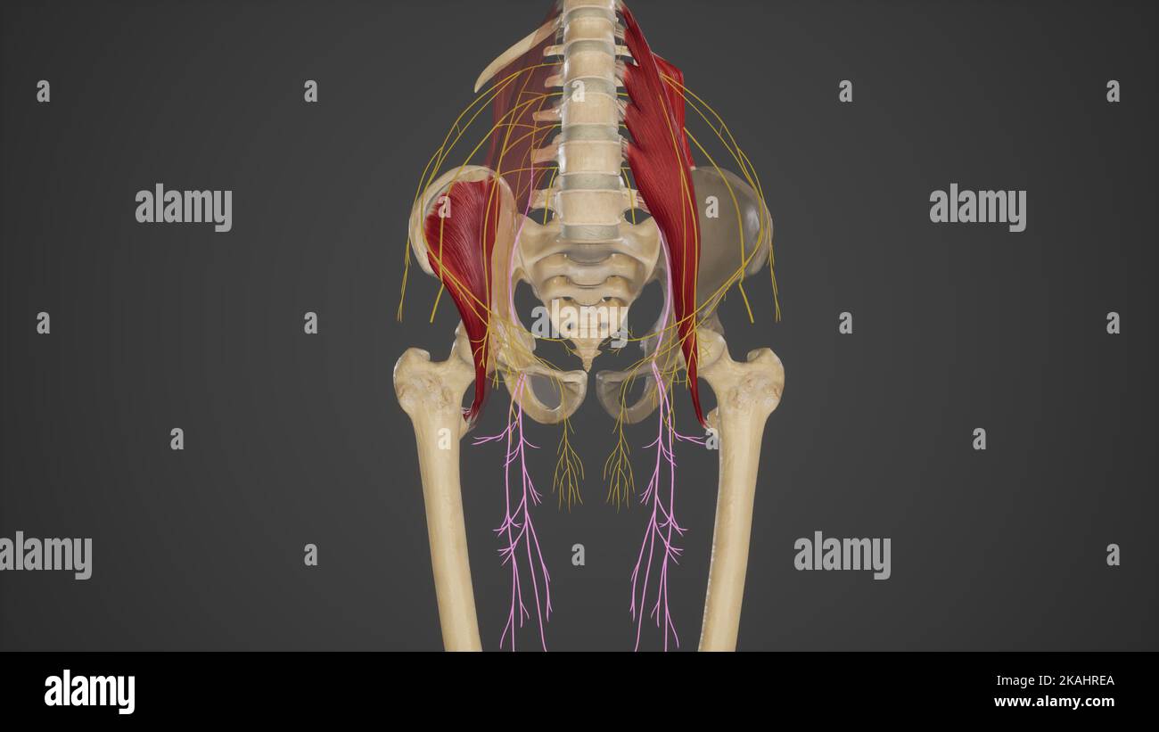 Illustration anatomique du nerf obturateur Photo Stock - Alamy