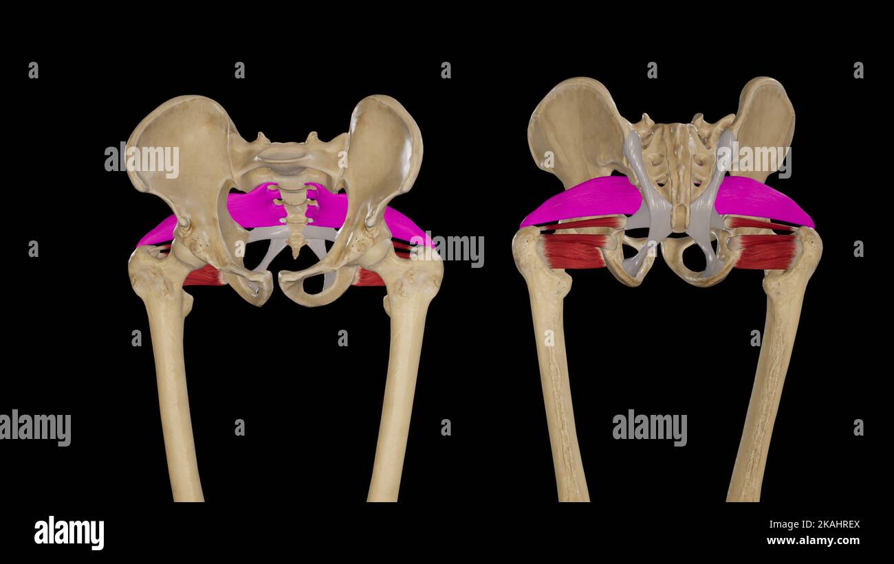 Anatomie muscles des fesses humaines Banque de photographies et d ...