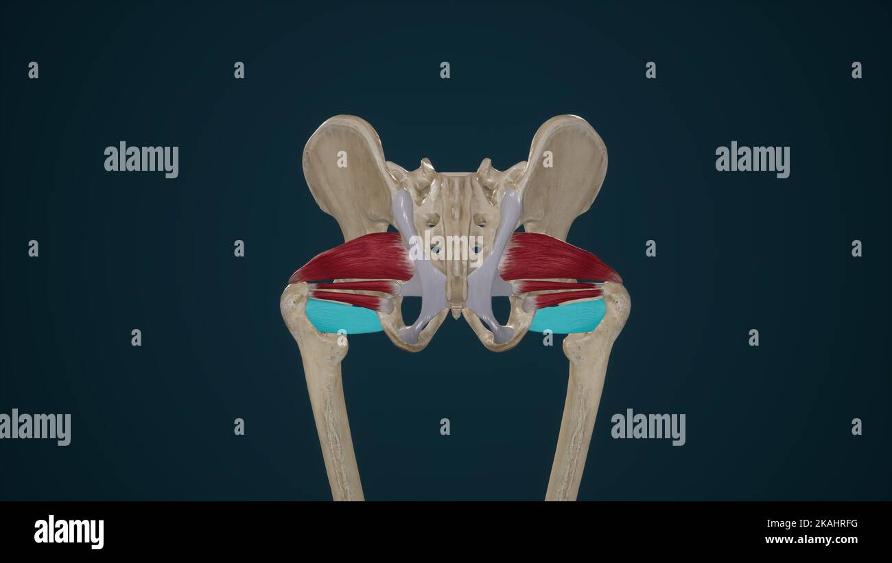 Rotateur Interne De La Hanche: Muscle Rotateur Interne De Hanche – LQNUN