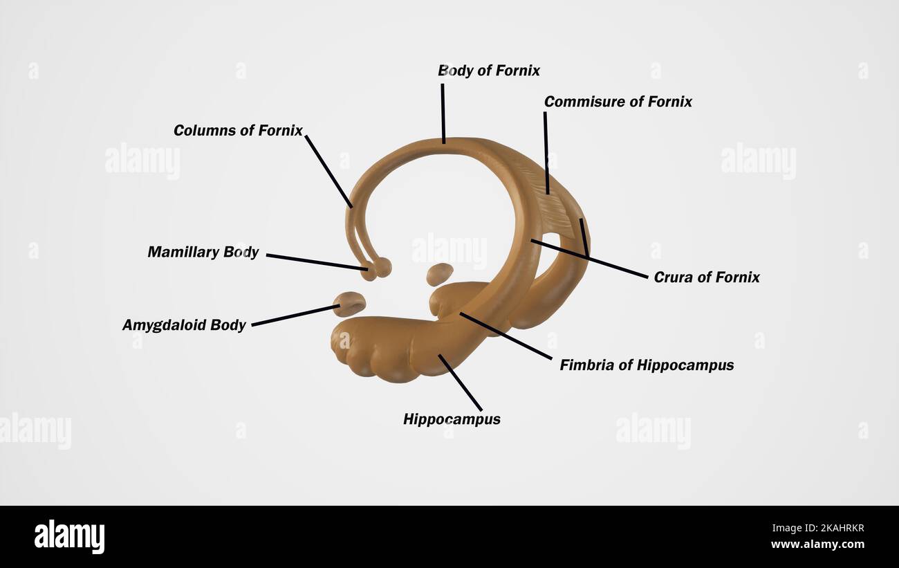 Anterior commissure Banque de photographies et d’images à haute ...