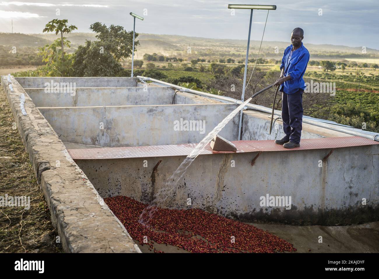 Un travailleur de la ferme Mubuyu, en Zambie, prépare des grains de ...
