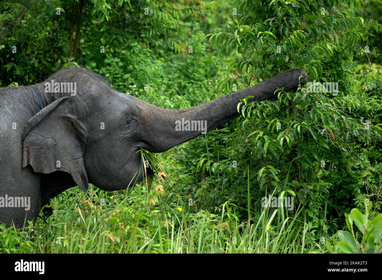 VOIE KAMBAS, LAMPUNG, DEC- 18 : deux éléphants se baignant dans la ...
