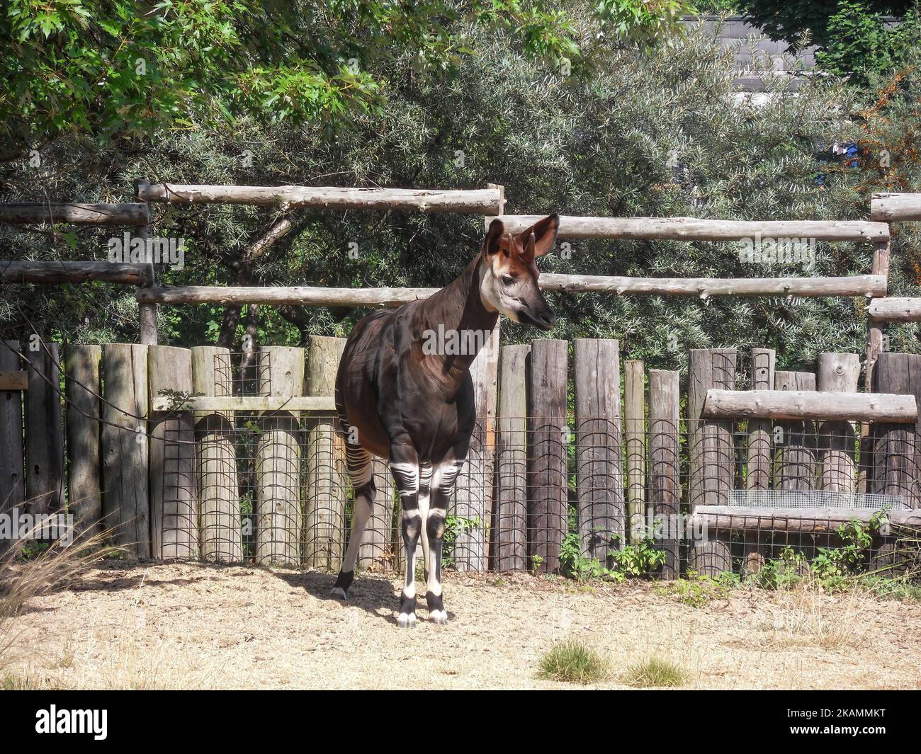 Okapi congo Banque de photographies et d’images à haute résolution - Alamy