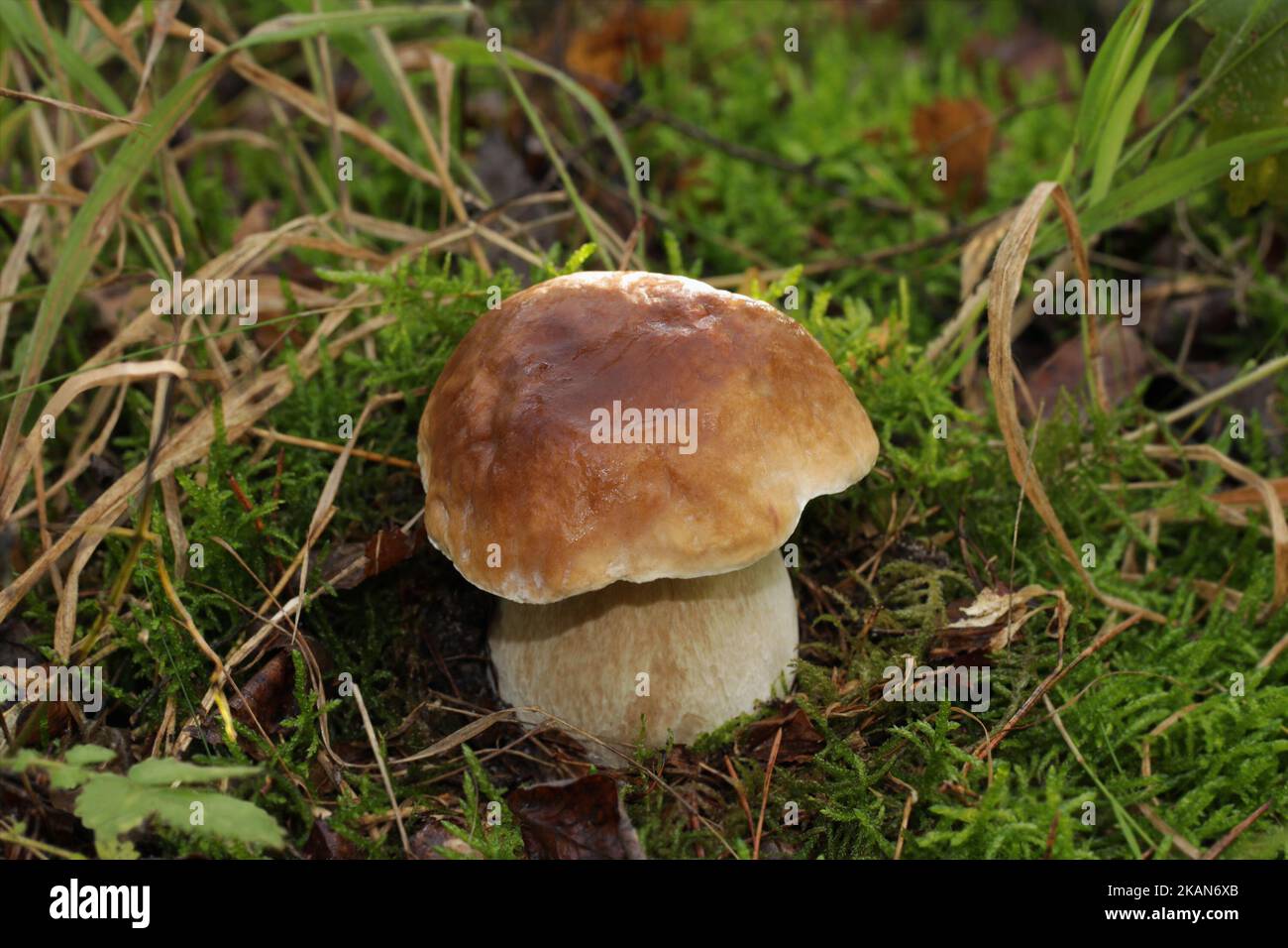 Le champignon sauvage comestible (Boletus edulis) pousse dans la forêt ...