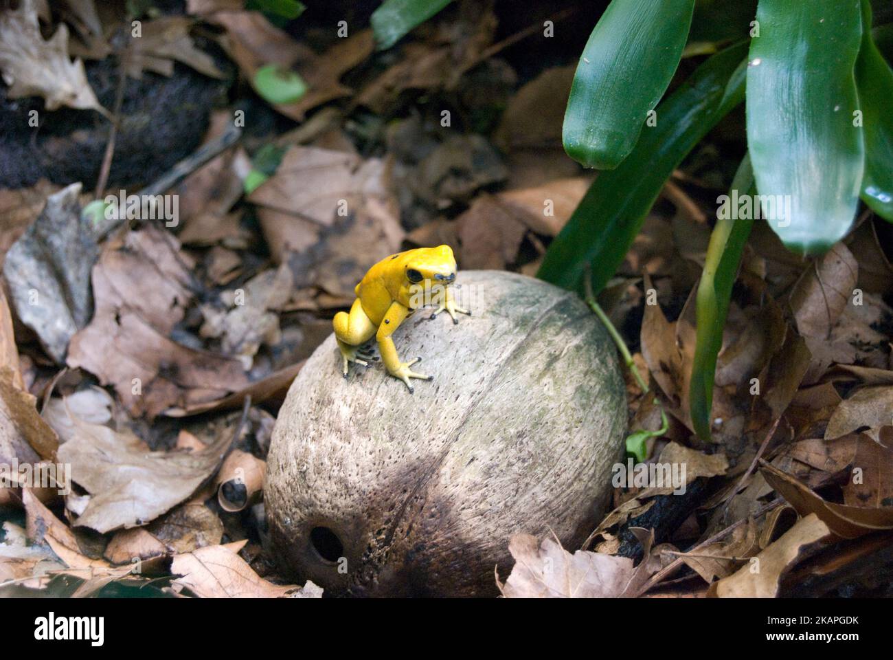 Golden poison frog Banque de photographies et d’images à haute ...