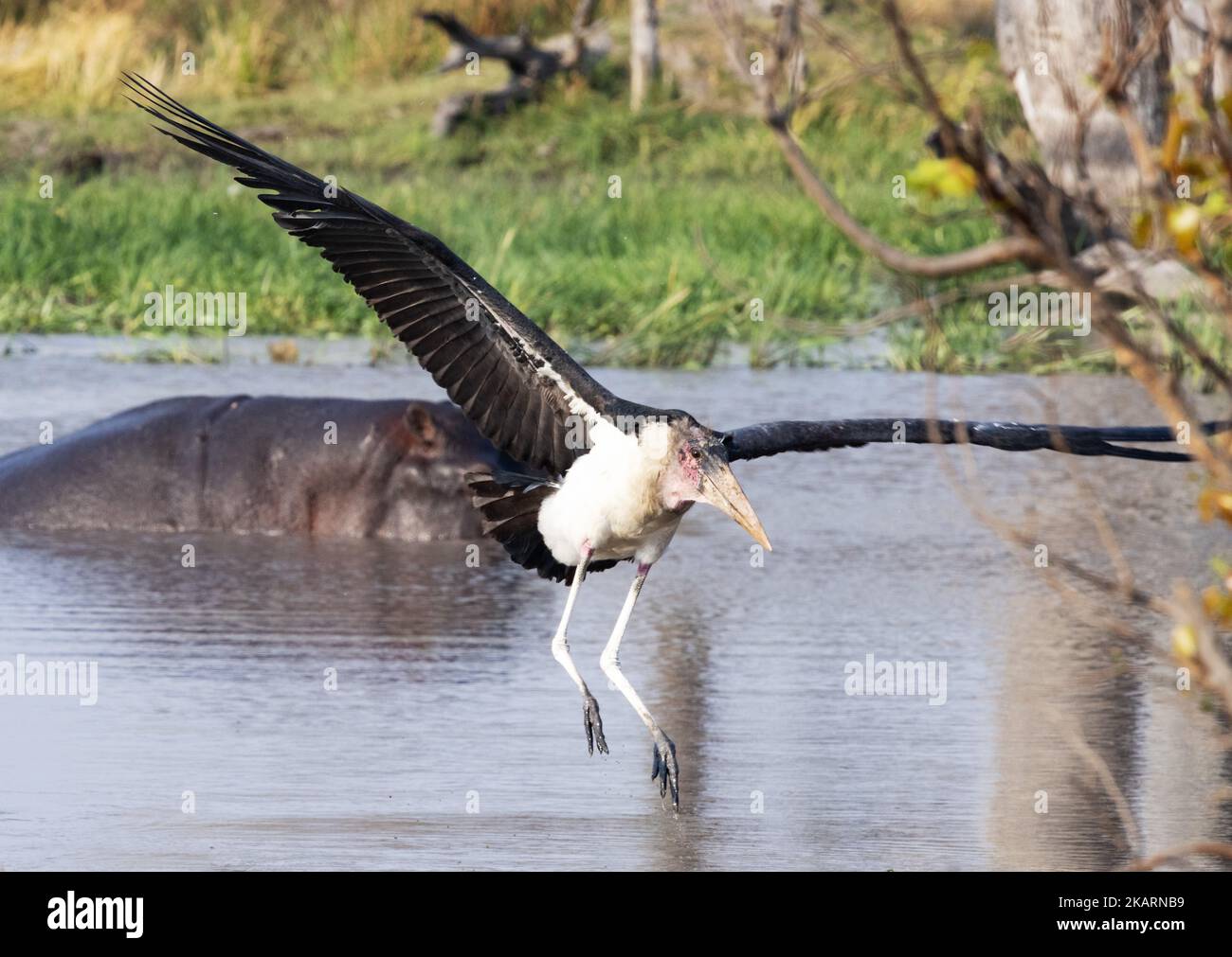 Marabout africain Banque de photographies et d’images à haute ...