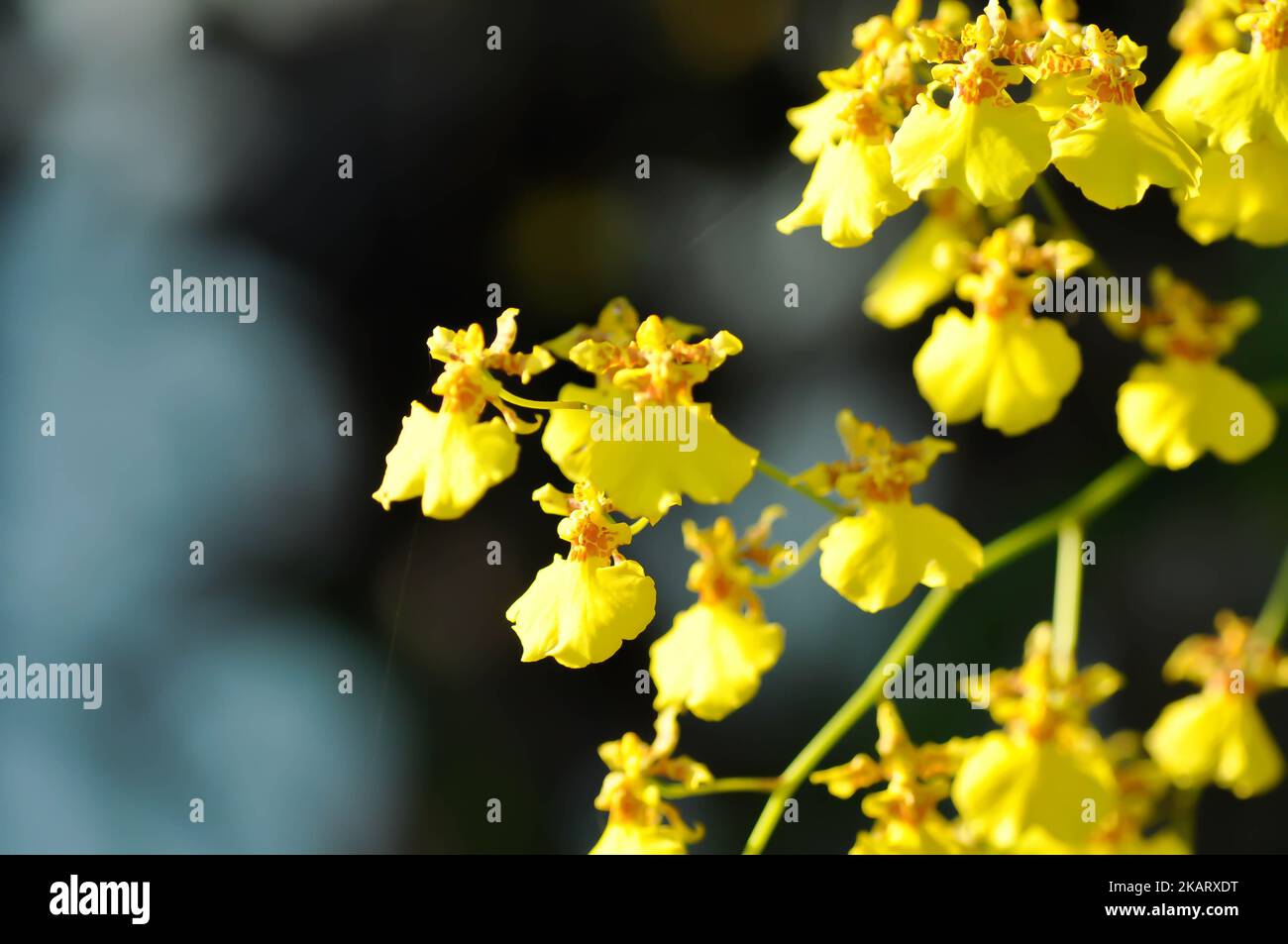Oncidium cheiro kukoo tokyo Banque de photographies et d’images à haute ...