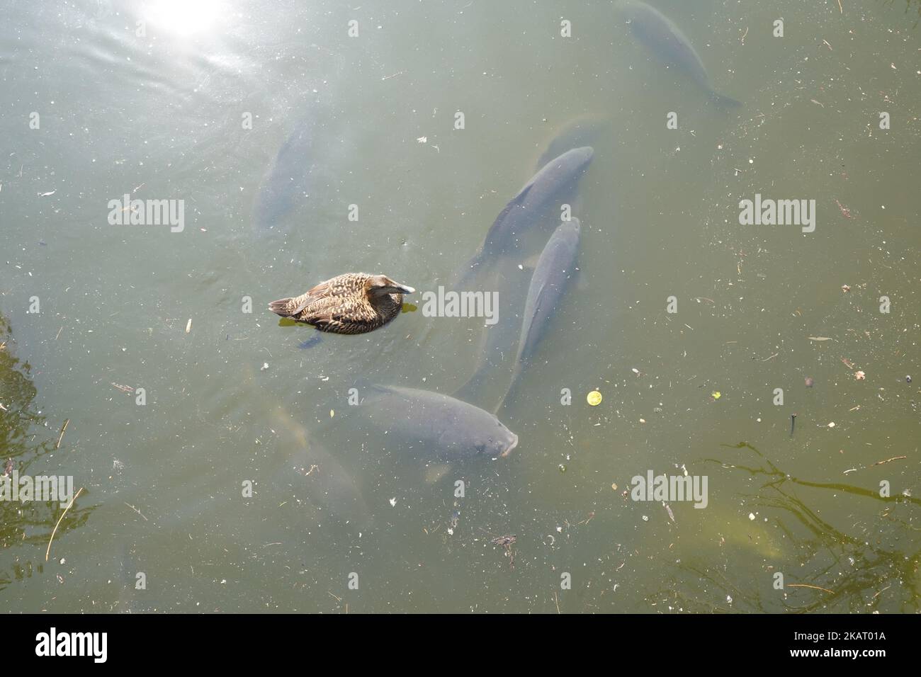 Fish duck Banque de photographies et d’images à haute résolution - Alamy