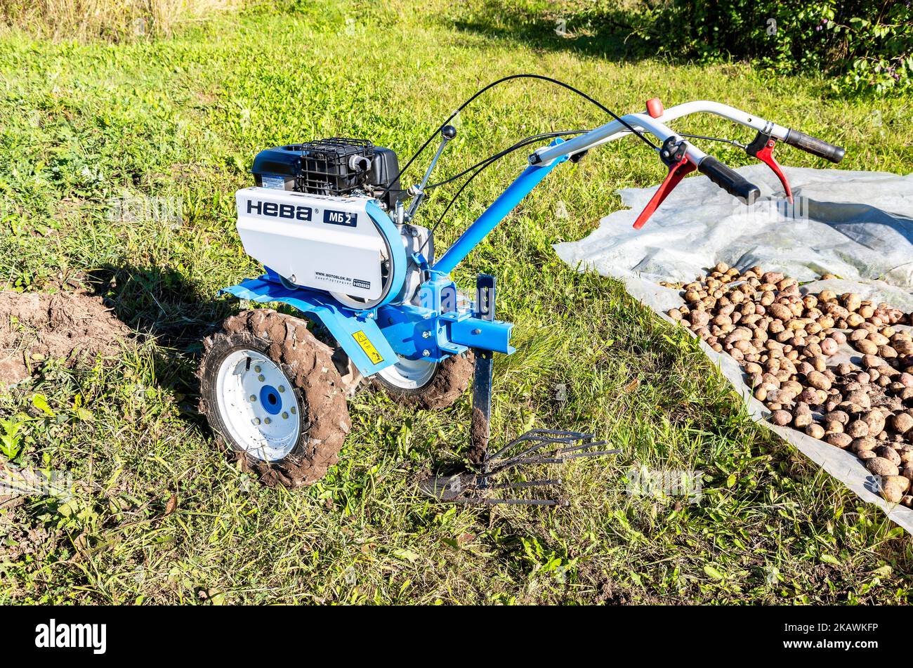 Borovichi, Russie - 10 septembre 2022 : récolte de pommes de terre avec ...