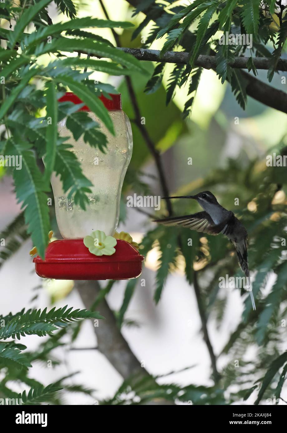 Colibri feeder Banque de photographies et d’images à haute résolution ...