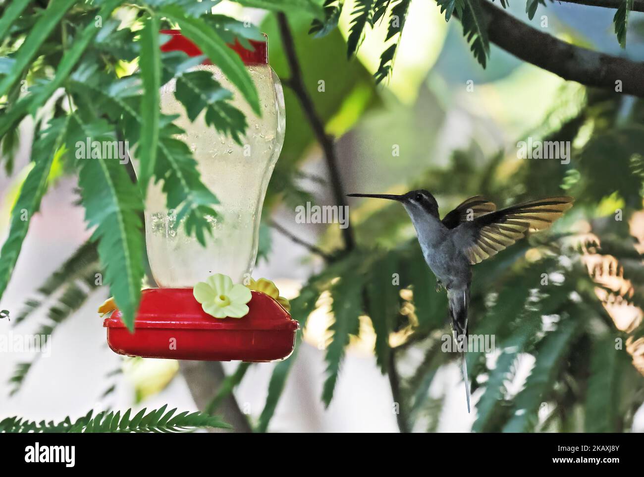 Colibri feeder Banque de photographies et d’images à haute résolution ...