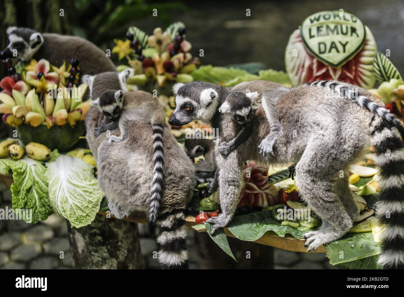 Lémurien balizoo bali indonésie Banque de photographies et d’images à ...
