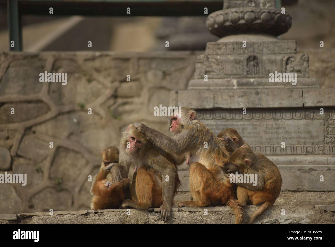Un groupe de singes Banque de photographies et d’images à haute ...