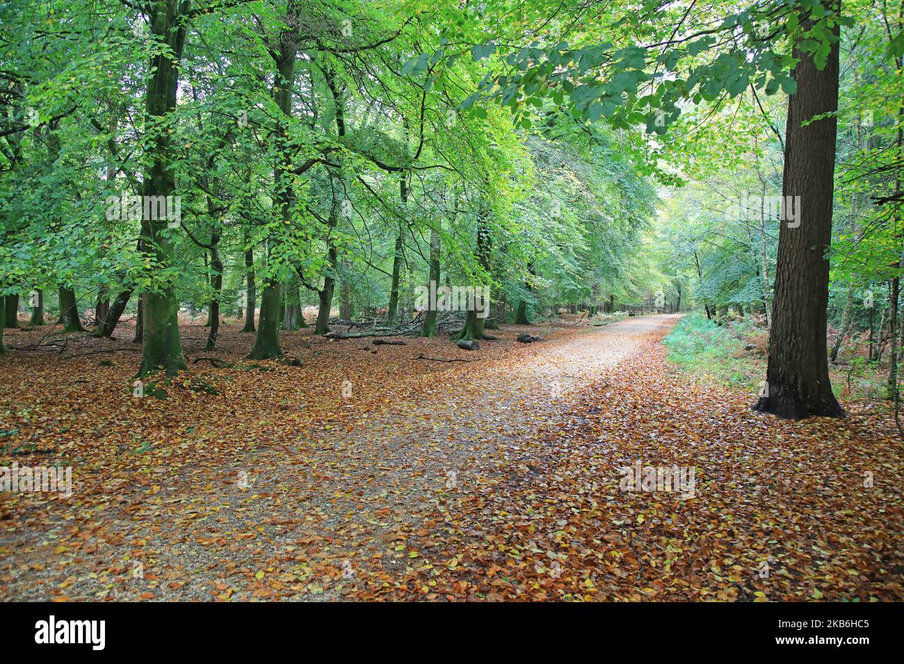 L'automne dans la nouvelle forêt Banque de photographies et d’images à ...
