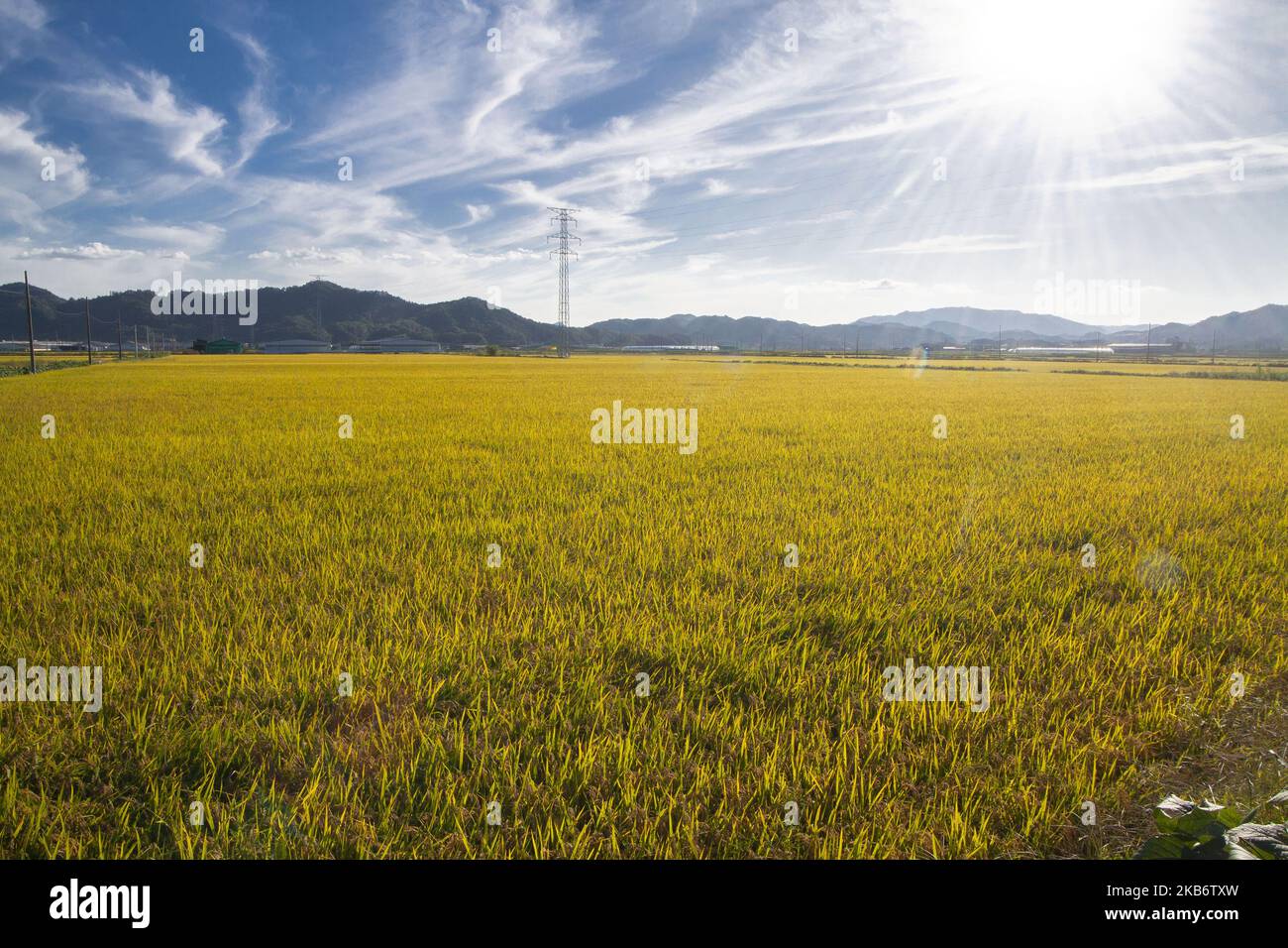 Affiche les rizières écologiques dans une base de plantation de riz à ...