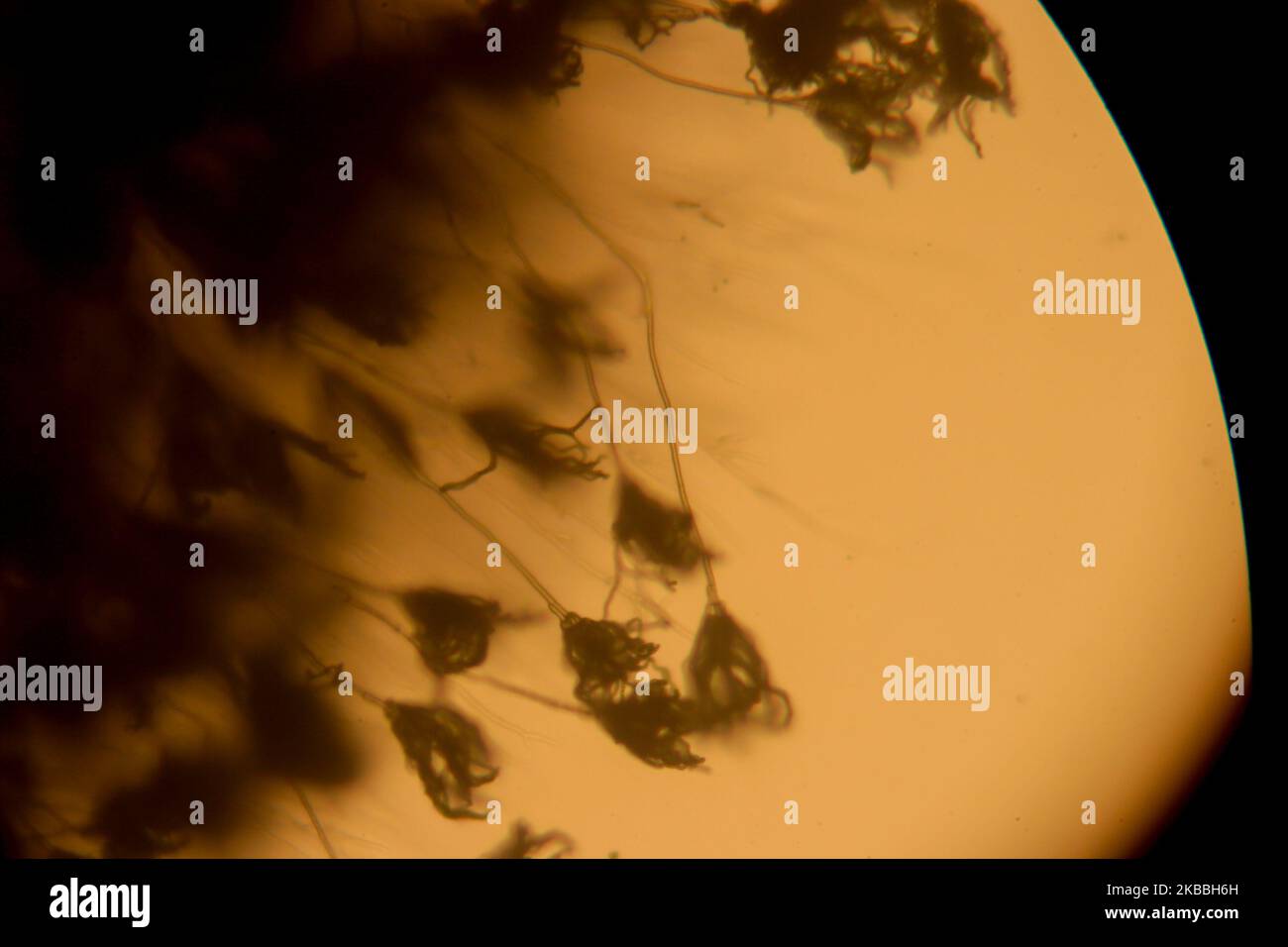 Rhizopus stolon Banque de photographies et d’images à haute résolution ...