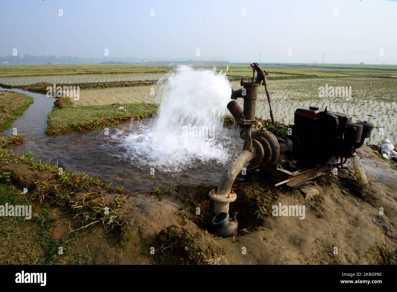 Premier producteur de riz Banque de photographies et d’images à haute ...