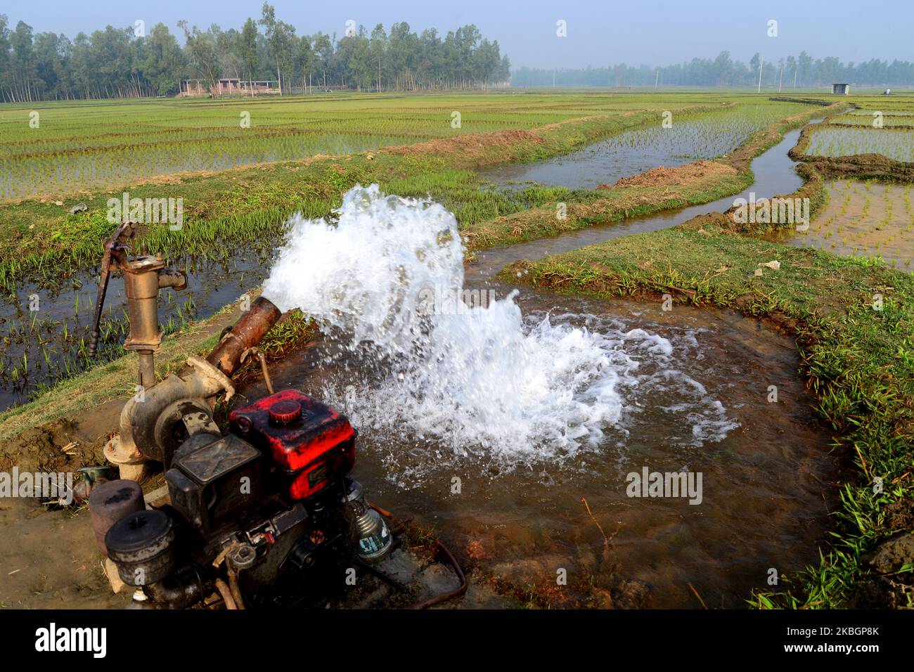 Premier producteur de riz Banque de photographies et d’images à haute ...