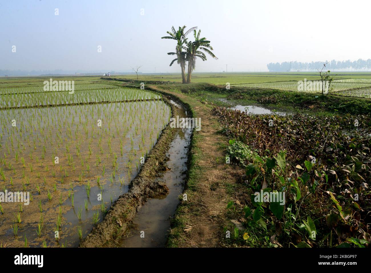 Premier producteur de riz Banque de photographies et d’images à haute ...