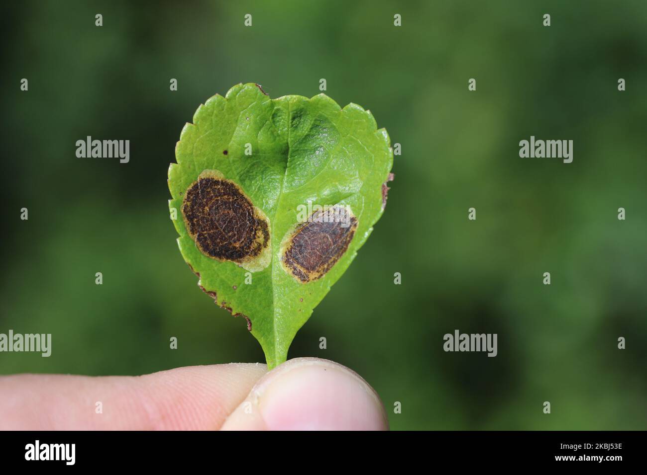 Maladie des feuilles du poirier Banque de photographies et d’images à ...