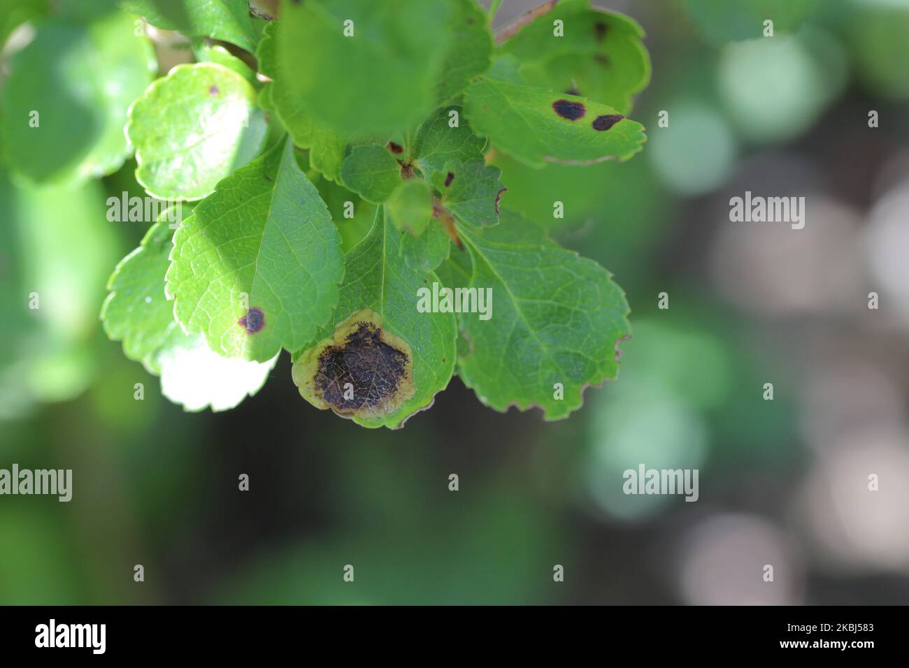 Feuille de coing avec des mines de Moth de Blister à feuilles de poires ...