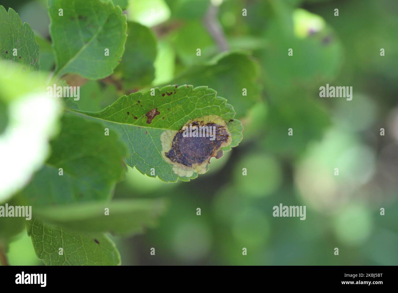 Maladie des feuilles du poirier Banque de photographies et d’images à ...