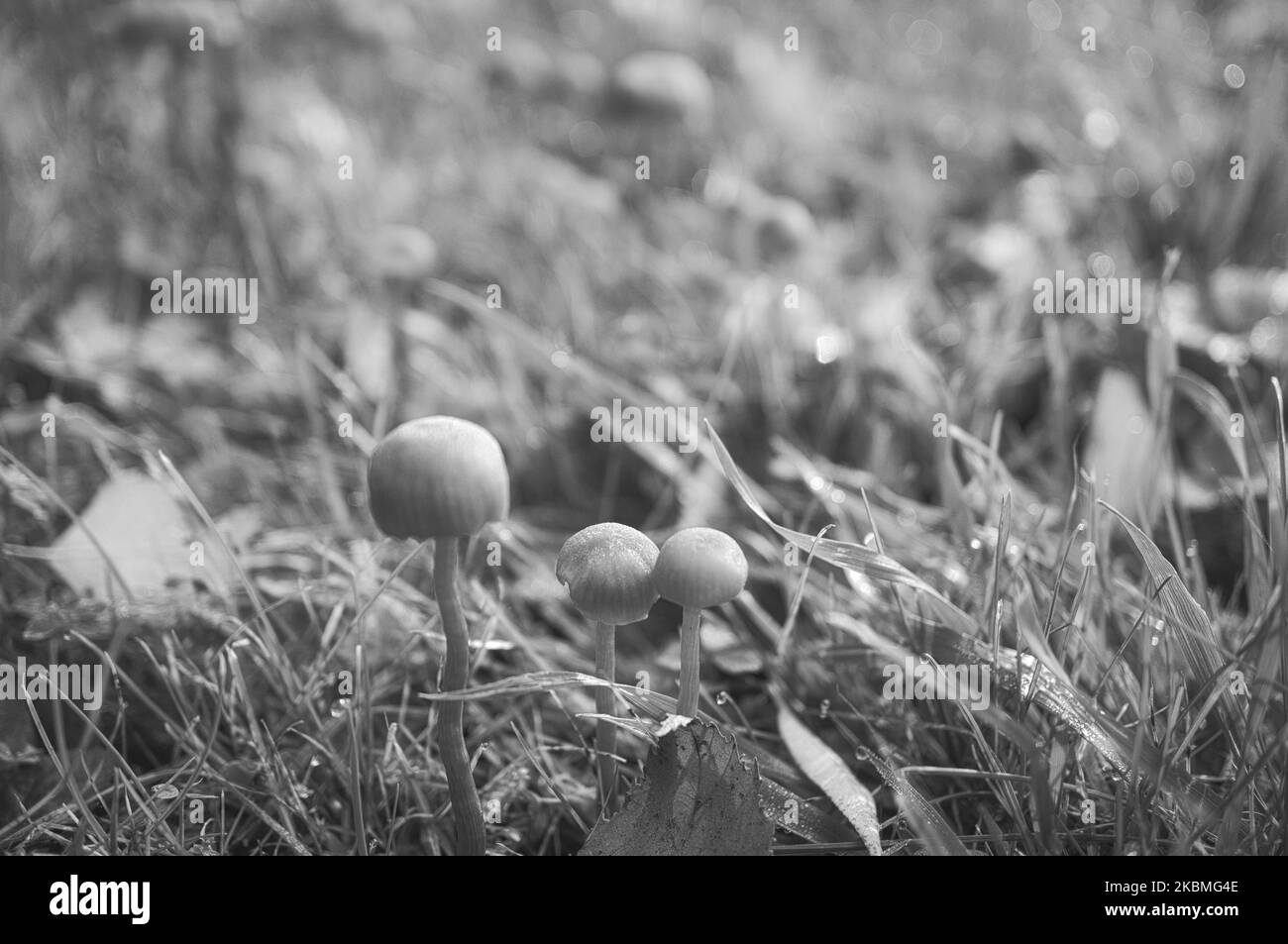 Tree root detail Banque d'images noir et blanc - Page 2 - Alamy