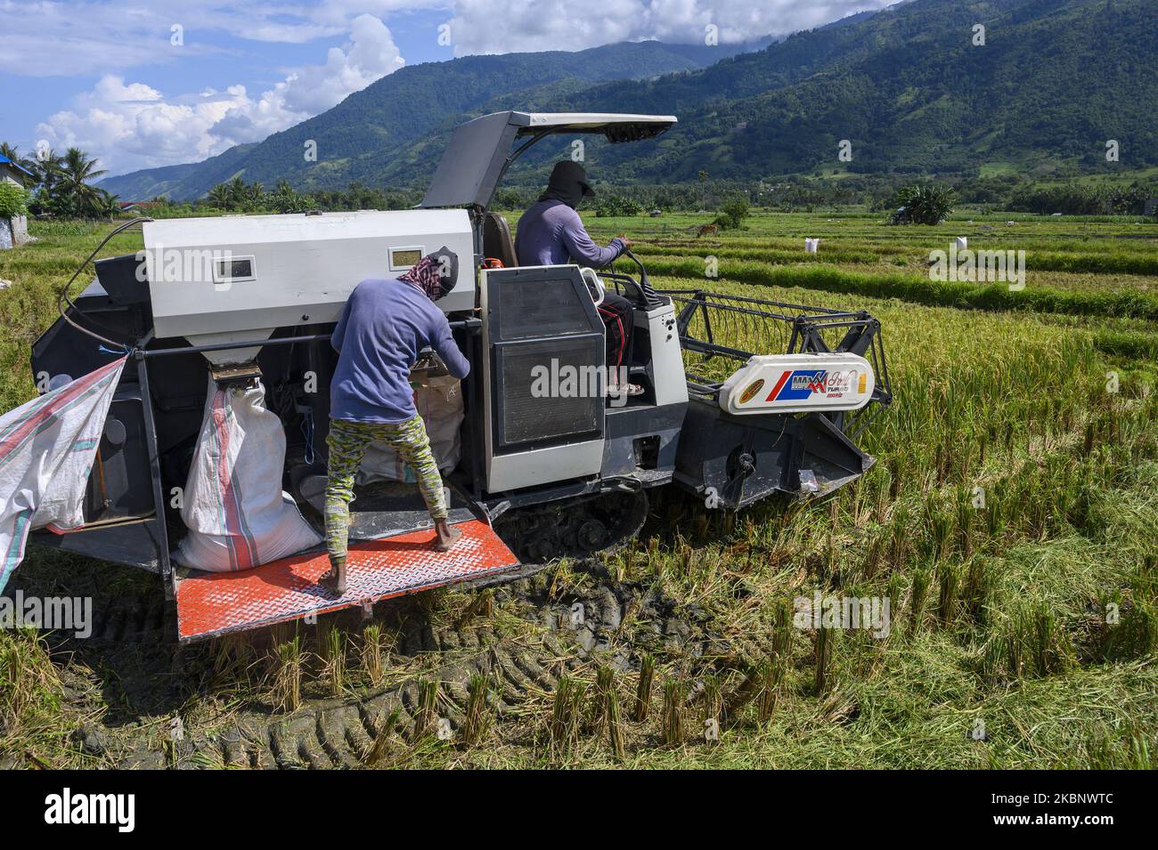 Les agriculteurs utilisent la récolte du riz dans le village de Kaleke ...