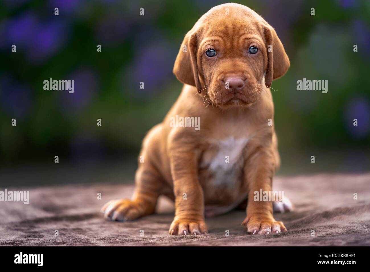 Chiot Sprizsla de quatre semaines - croisez entre un Vizsla et un ...