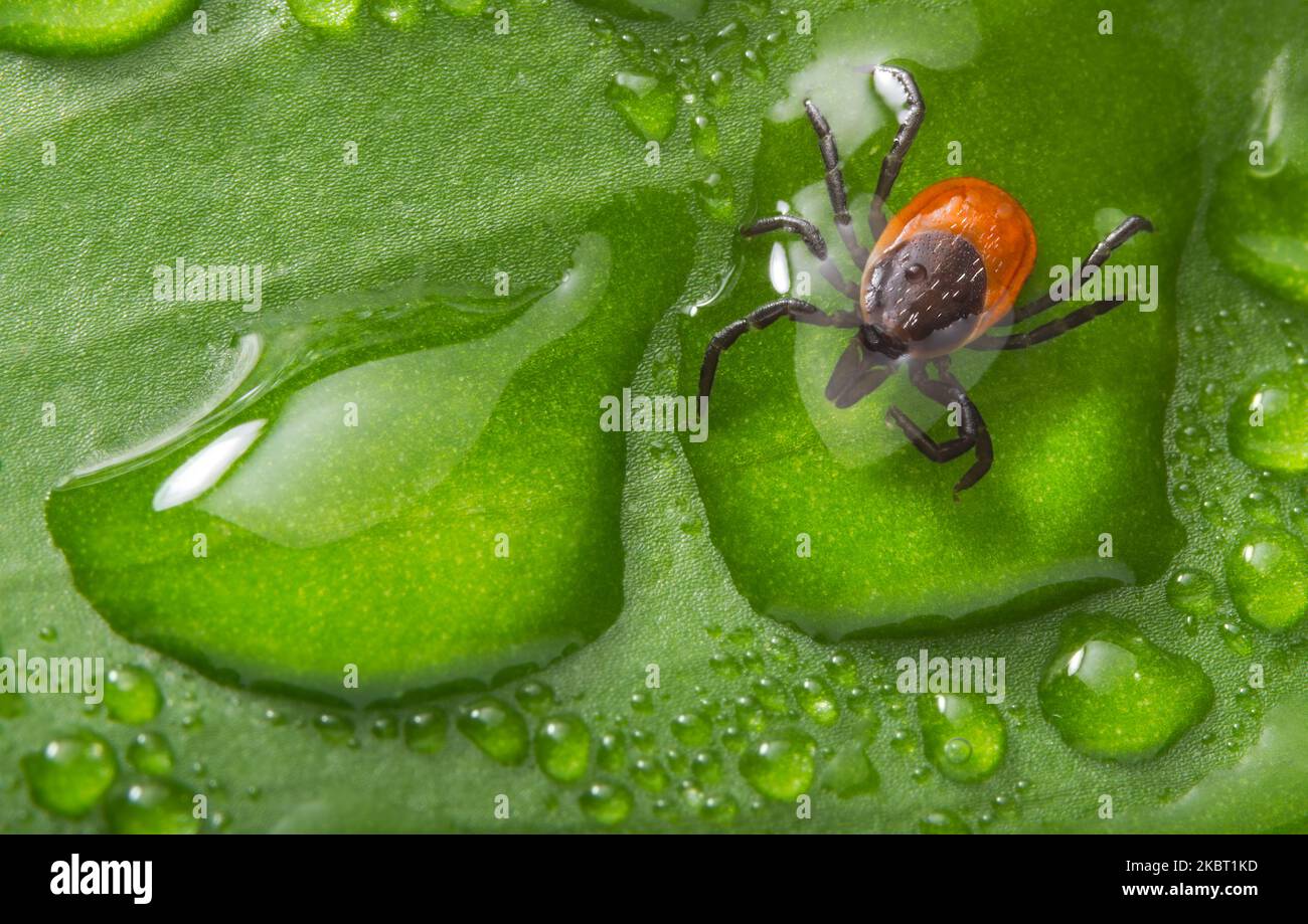 Le parasite des insectes à pattes noires le cerf tiche dans une grosse ...