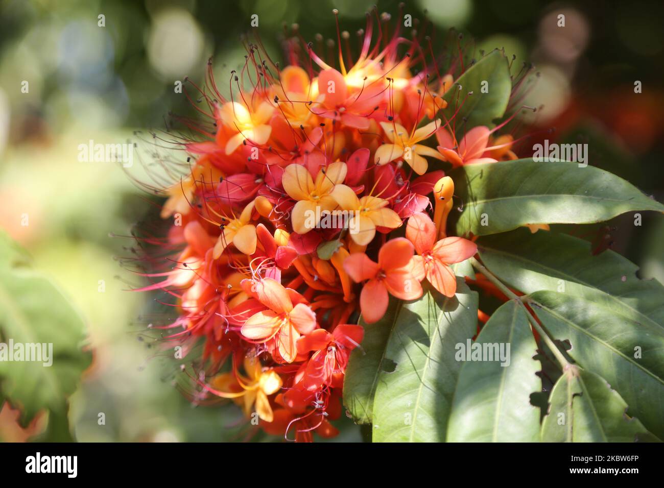Ashoka fleurs saraca asoca dans le jardin Banque de photographies et d ...