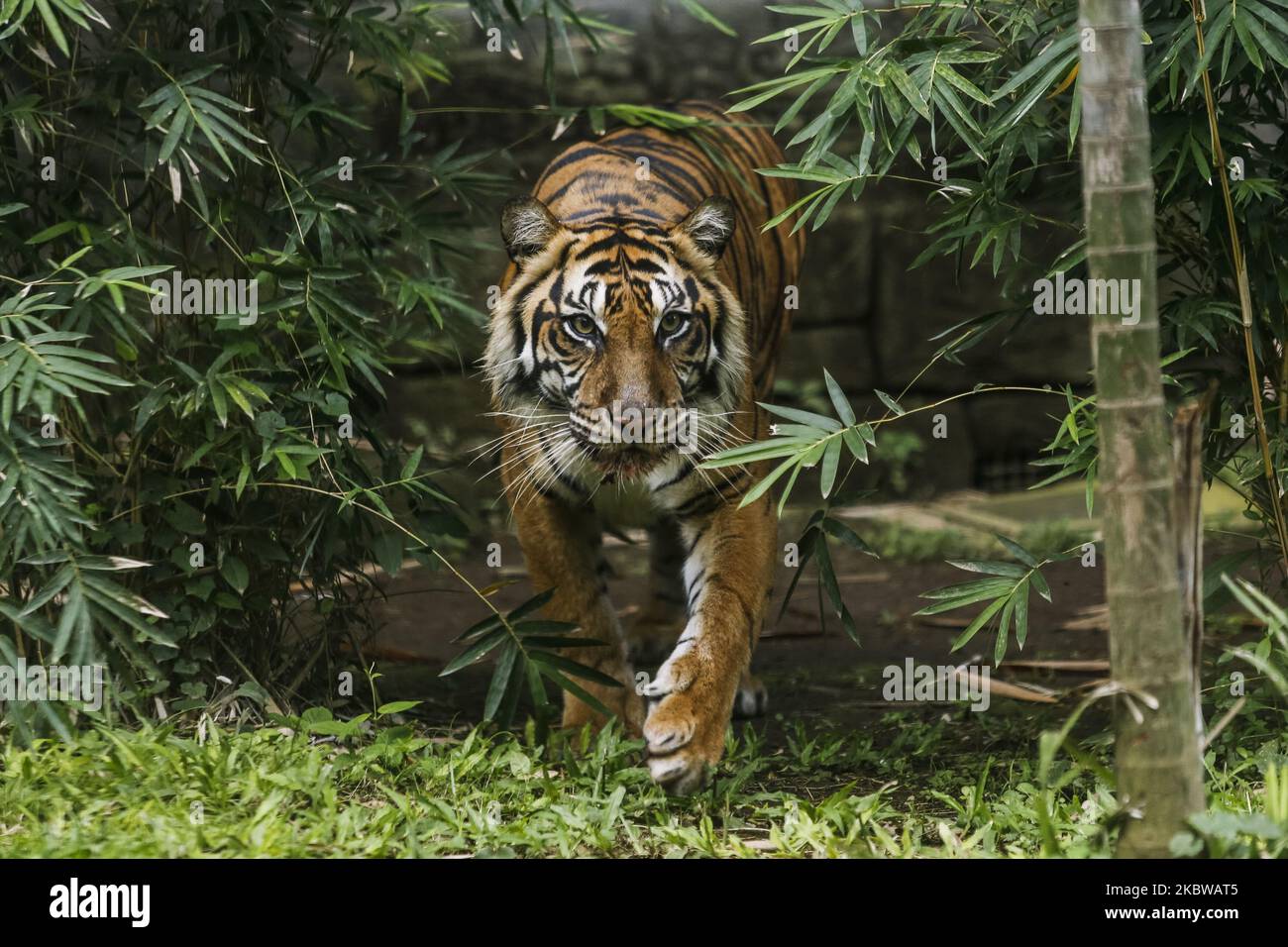 Le tigre de Sumatran (Panthera tigris sumatrae) a vu de la viande ...