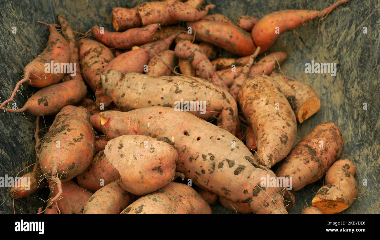 Récolte de patate douce pile Ipomoea batatas gros plan tubercules ...