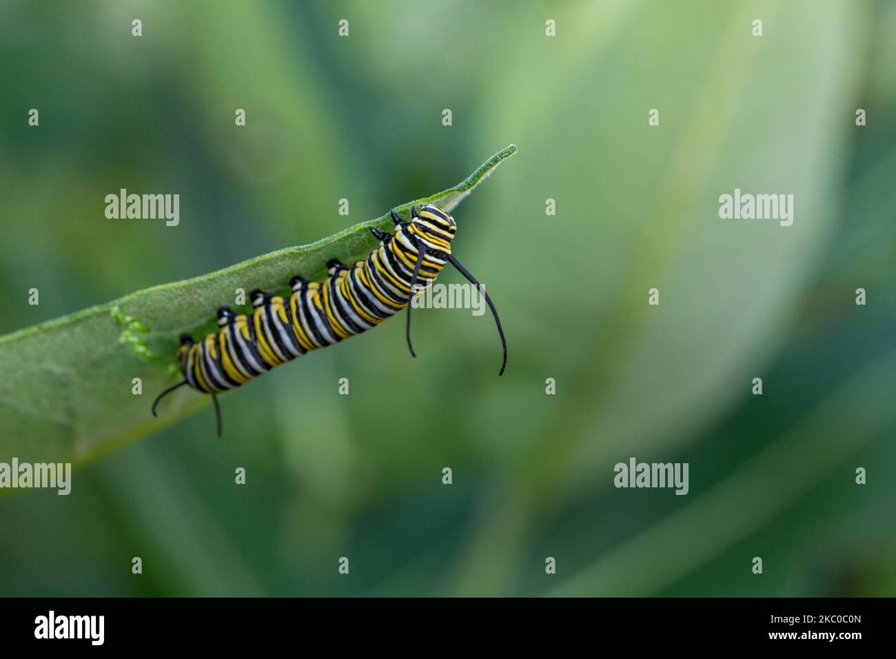 Chenille monarque Banque de photographies et d’images à haute ...