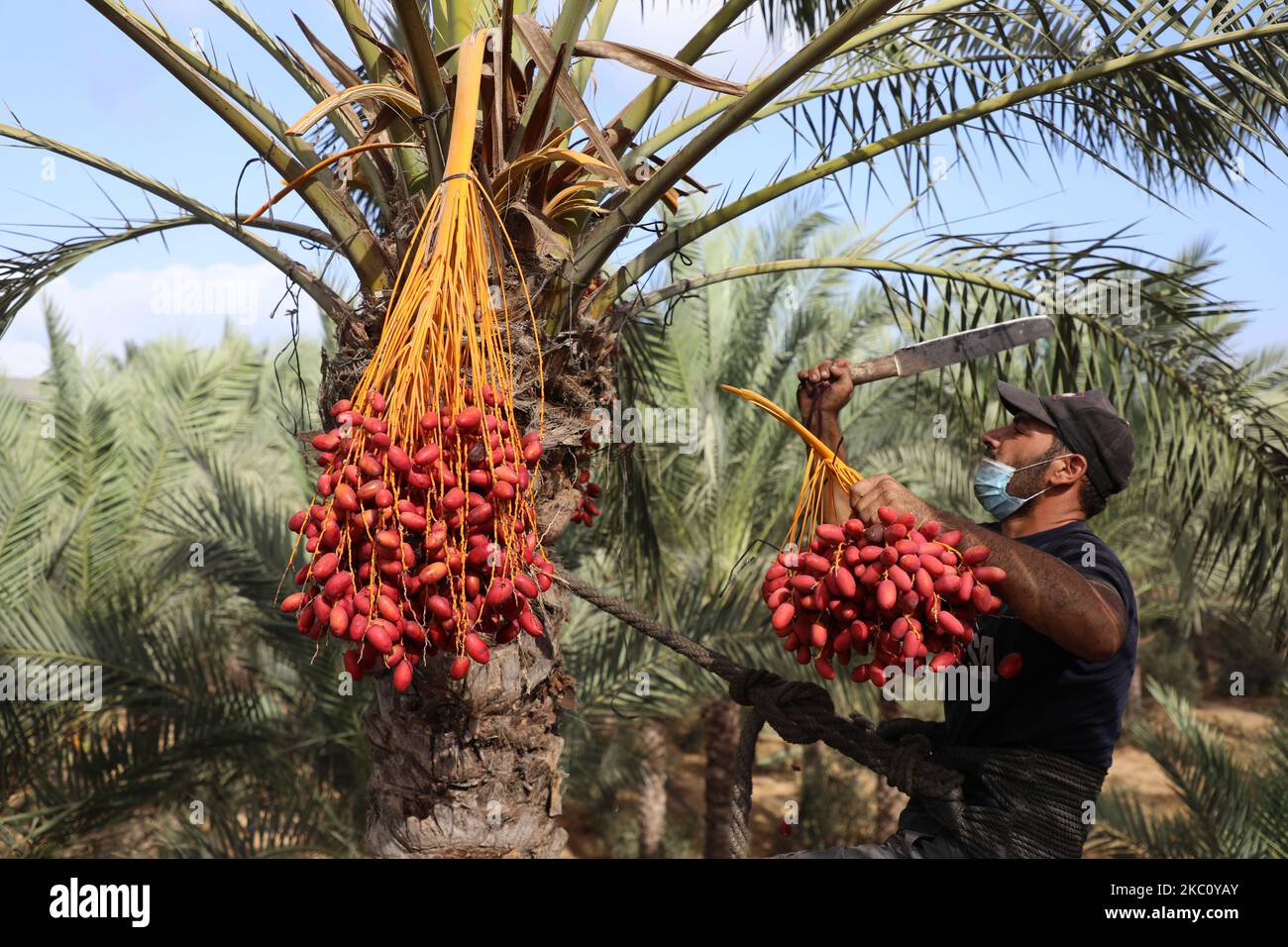 Un agriculteur palestinien récolte des dattes à partir d'un palmier de ...