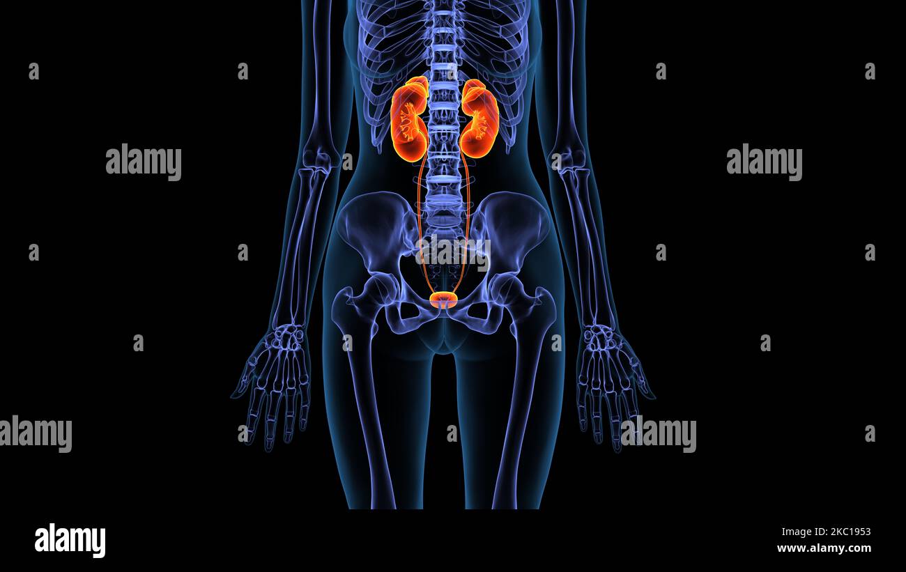 illustration de l'anatomie du rein humain 3d Photo Stock - Alamy