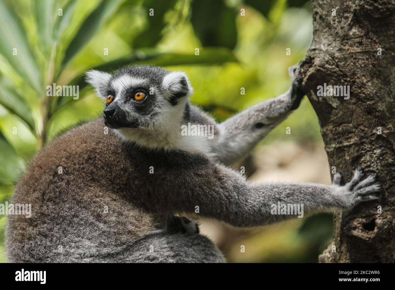 Un lémurien à queue circulaire vu lors de la célébration de la Journée ...
