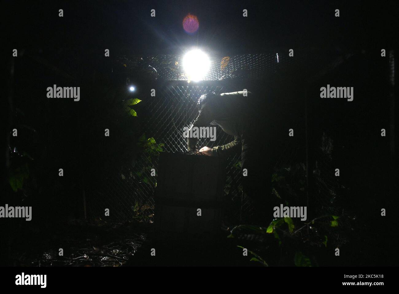 Le chat doré est dans une cage d'accoutumance avant d'être libéré dans ...