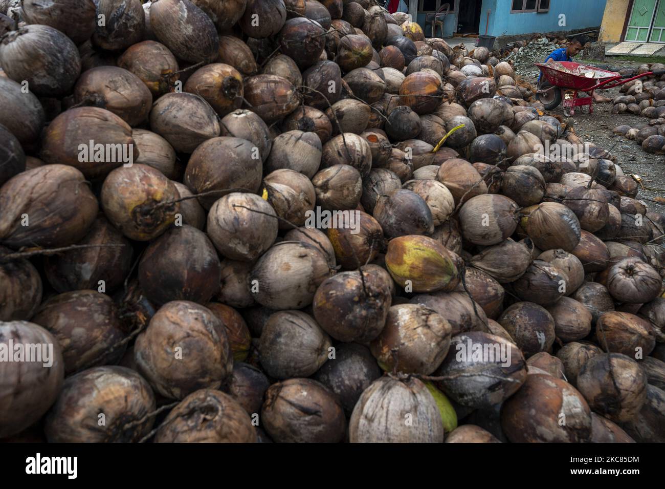 Un fermier gouge des graines de noix de coco pour faire du coprah dans ...