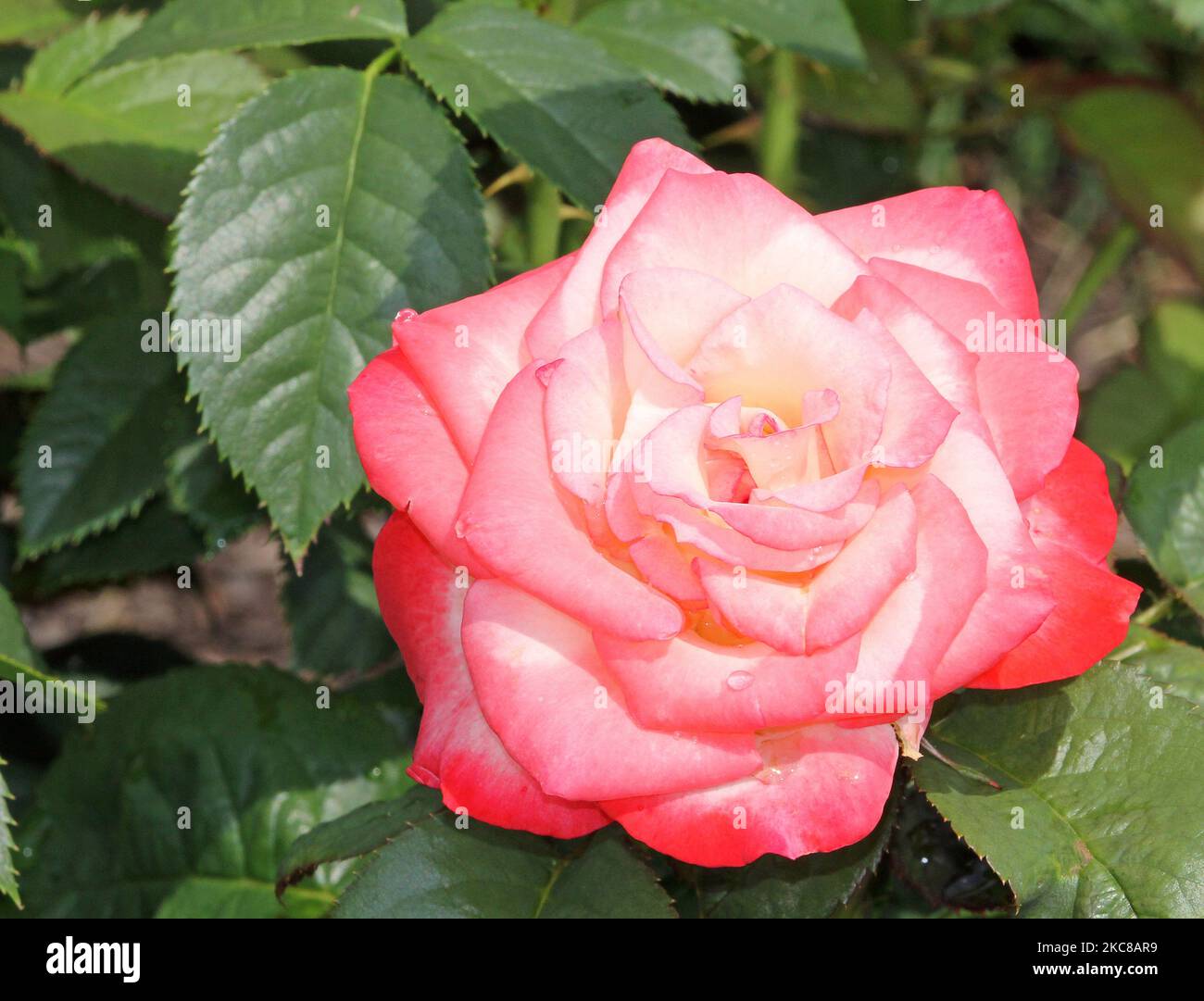 Rose rouge et blanche Banque de photographies et d’images à haute ...