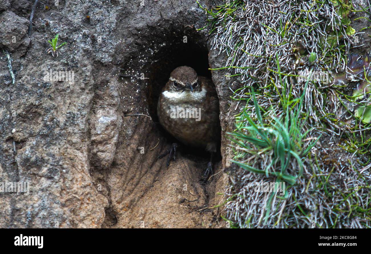 Animaux sauvages de la réserve écologique d'Antisana à Quito, Équateur ...
