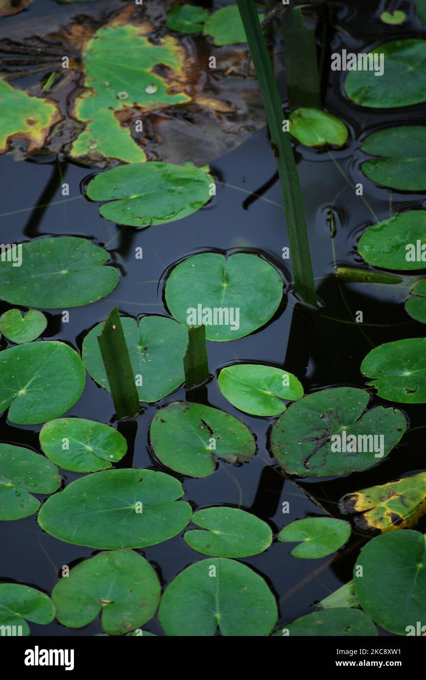 Un plan vertical de feuilles de lotus vert sur une surface d'étang de ...