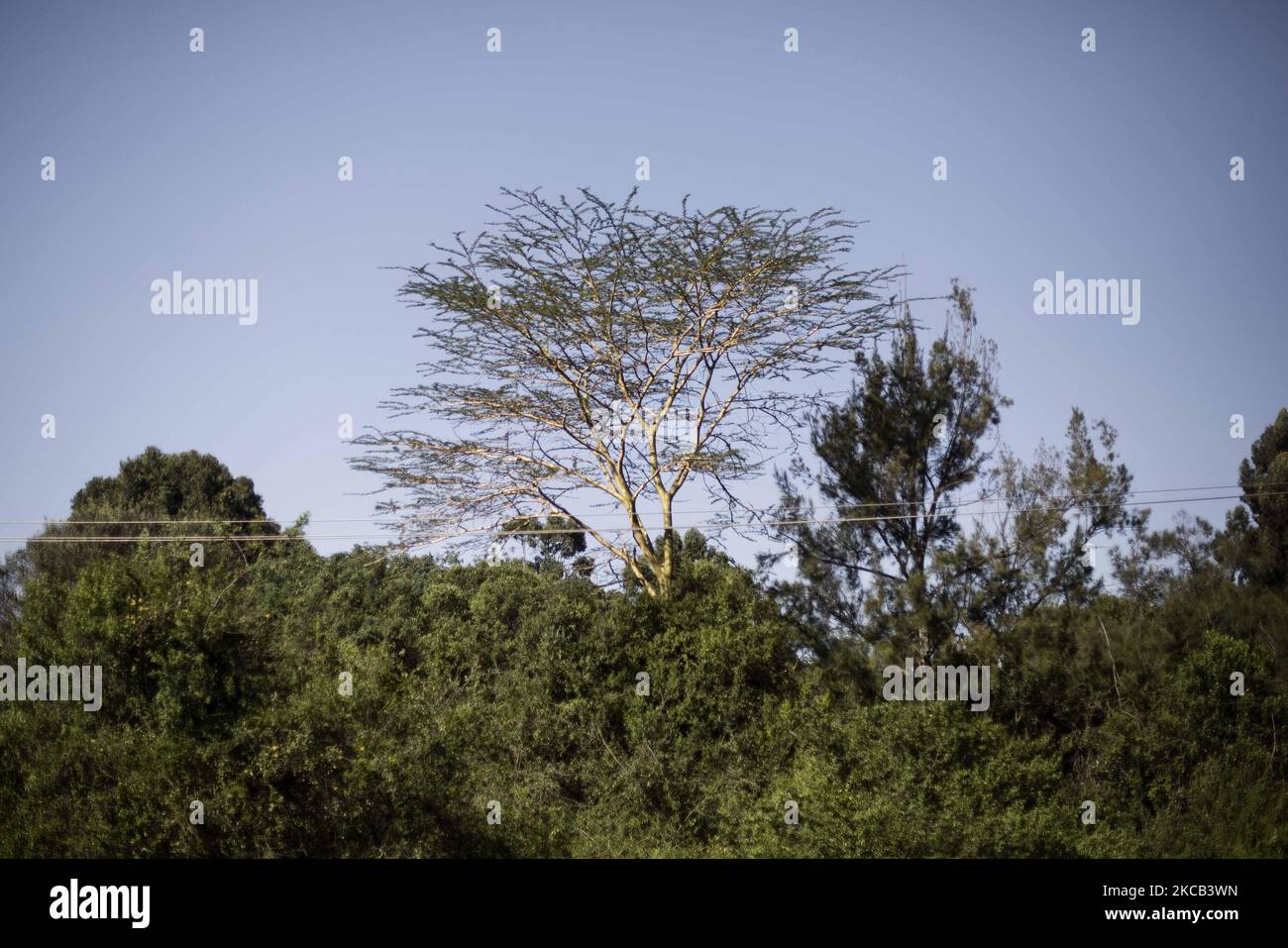Karura forest Banque de photographies et d’images à haute résolution ...