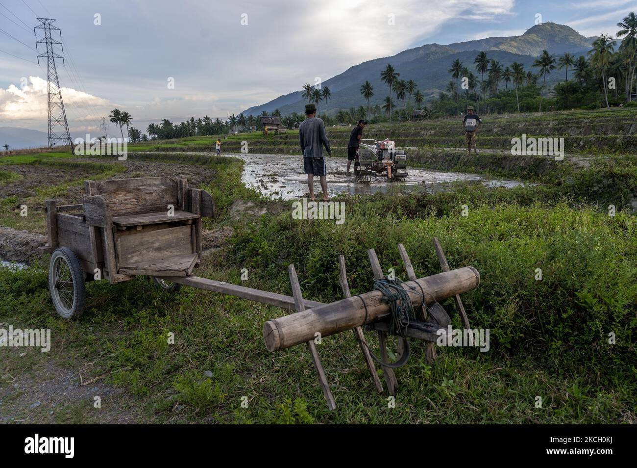 Les agriculteurs cultivent son champ de riz pluvial qui vient d'être ...