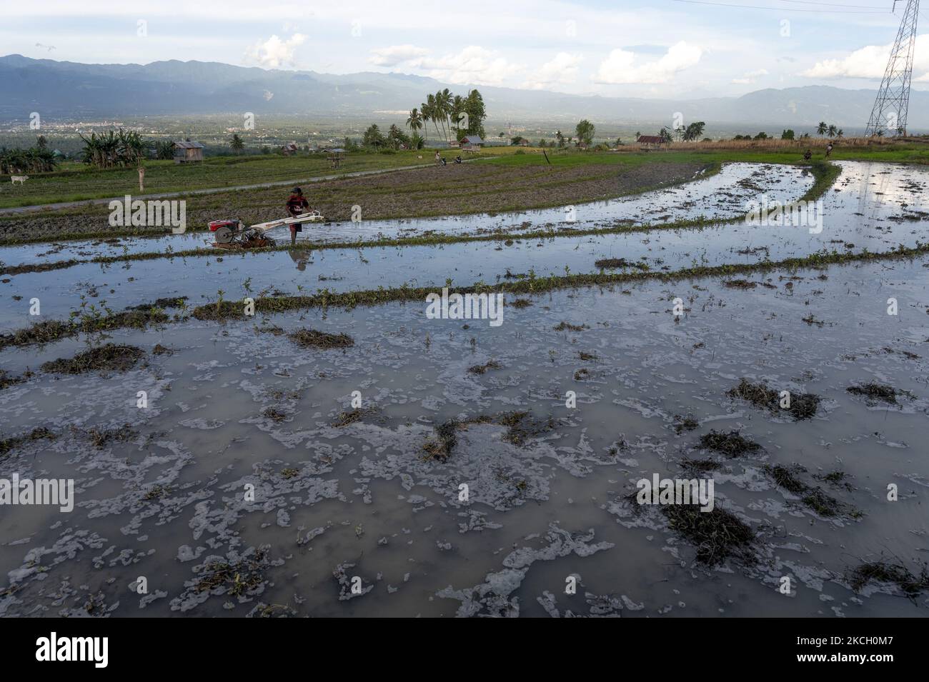Un fermier plère son champ de riz pluvial qui vient d'être retraité ...