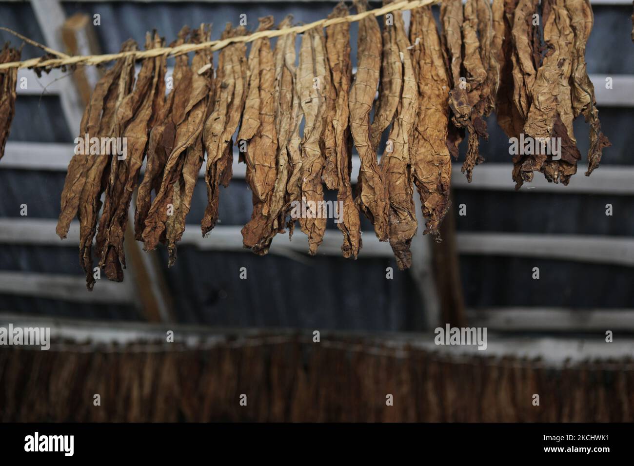 Long filler cigars Banque de photographies et d’images à haute ...