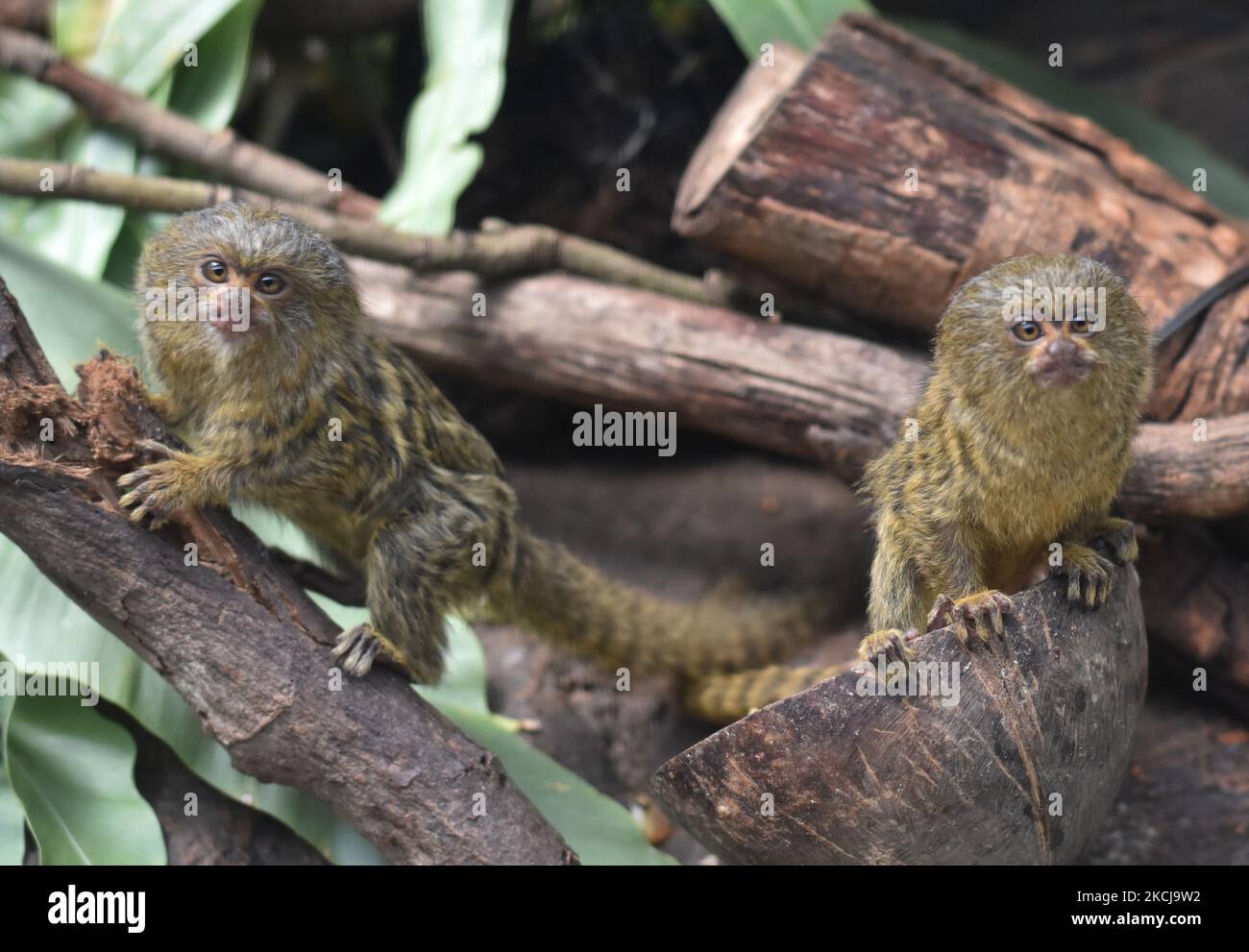 Singe marmoset pygmée de trois mois (Cebuella pygmaea), en train de ...